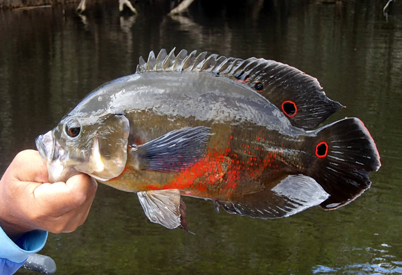 Espécies do rio Amazonas – River Plate Pesca