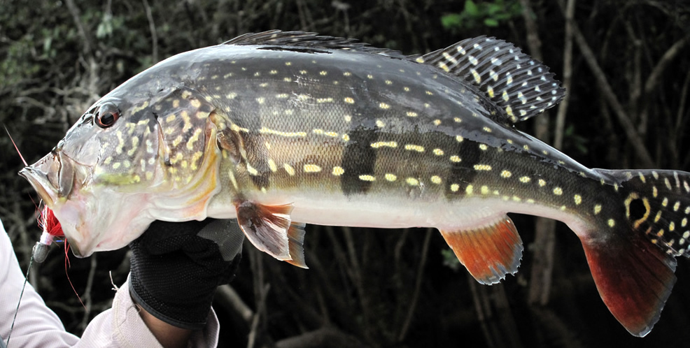 Tucunaré – River Plate Pesca